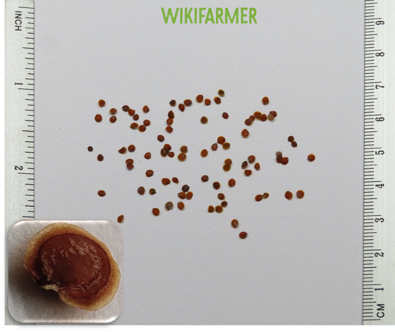 Alyssum oxycarpum - Alyssum little gem yellow seeds - Wikifarmer