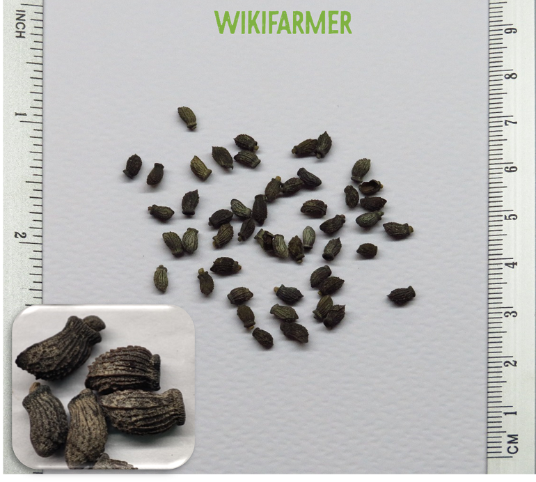 Borago officinalis - Borage seeds - Wikifarmer