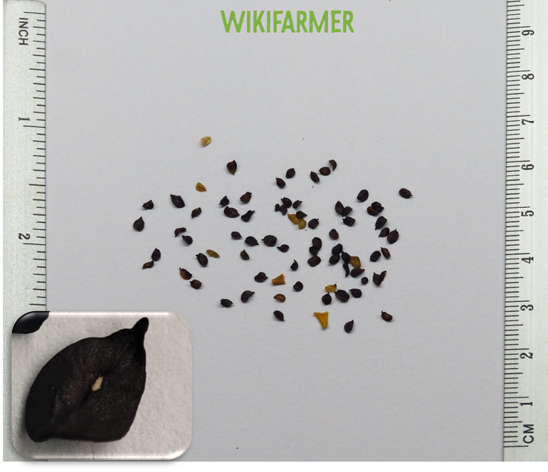 Dianthus caryophyllus - Carnation seeds - Wikifarmer