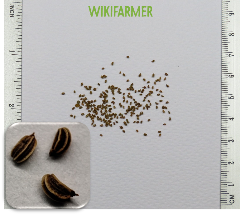 Apium graveolens - Celery Rapaceum seeds - Wikifarmer