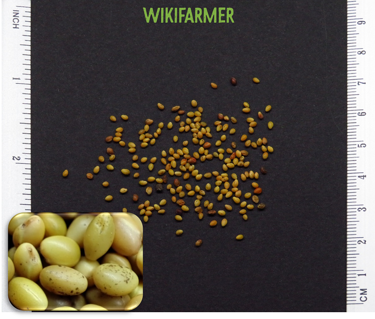 Trifolium alexandrinum L. - Egyptian clover seeds - Wikifarmer