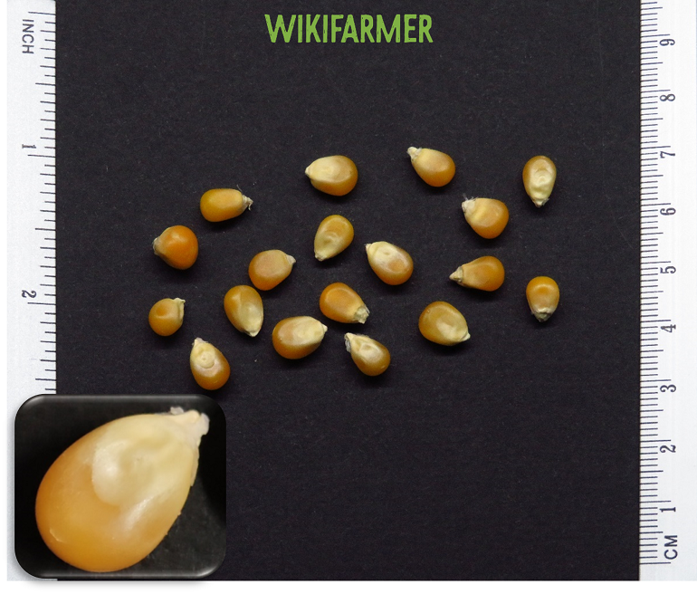 Zea mays L. - Pop corn Corn seeds - Wikifarmer