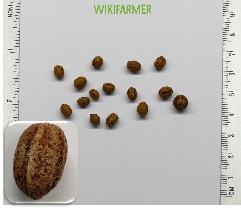 Crataegus monogyna - Hawthorn tree seeds - Wikifarmer