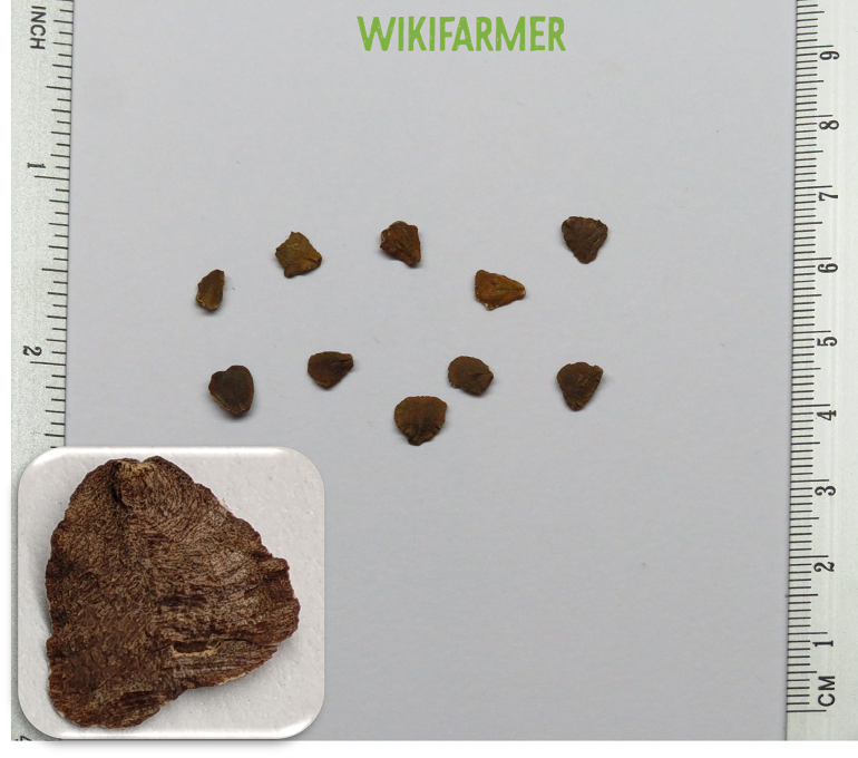 Jacaranda mimosifolia - Jacaranda seeds - Wikifarmer