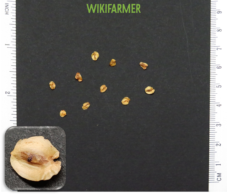 Sequoiadendron giganteum - Giant redwood/ Sequoia tree seeds - Wikifarmer