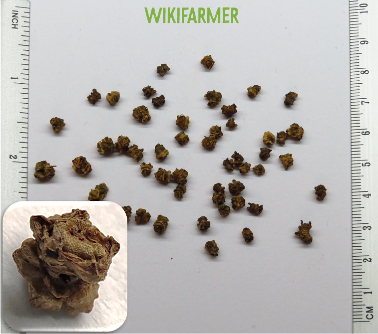 Beta vulgaris L. - Beetroot seeds - Wikifarmer