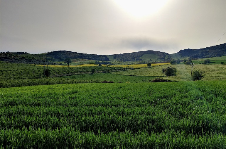 Requisitos Y Métodos De Riego Del Trigo Wikifarmer