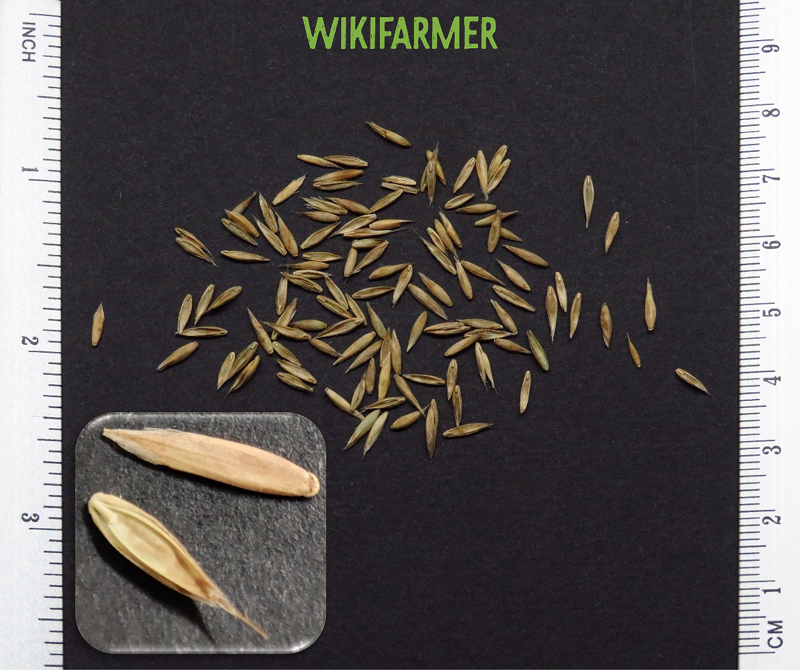 Festuca arundinacea - semillas de Festuca - Wikifarmer