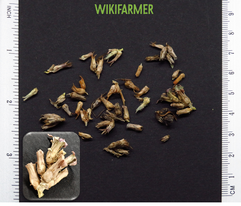 Cichorium spinosum - Chicory benih - Wikifarmer