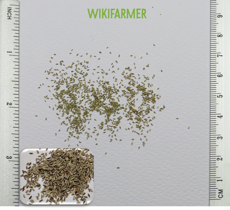 Matricharia chamomilla - Cúc La Mã hạt - Wikifarmer