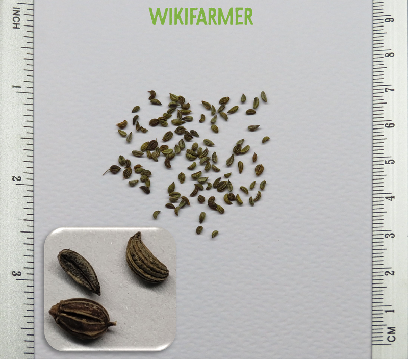 Petroselinum crispum - semillas de Perejil - Wikifarmer