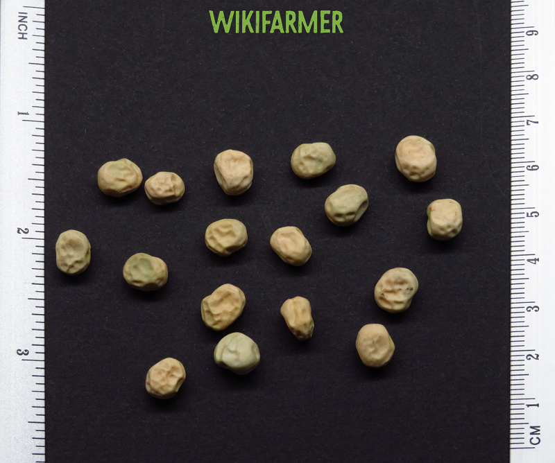 Pisum sativum - Горох посевной семена - Wikifarmer