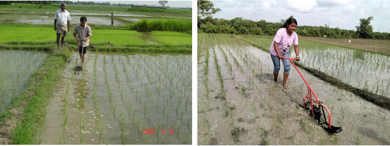 Rice sustainable farming and SRI (System of Rice Intensification ...