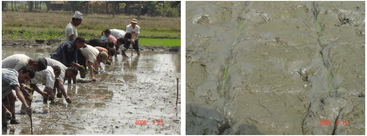 Rice Sustainable Farming And Sri System Of Rice Intensification