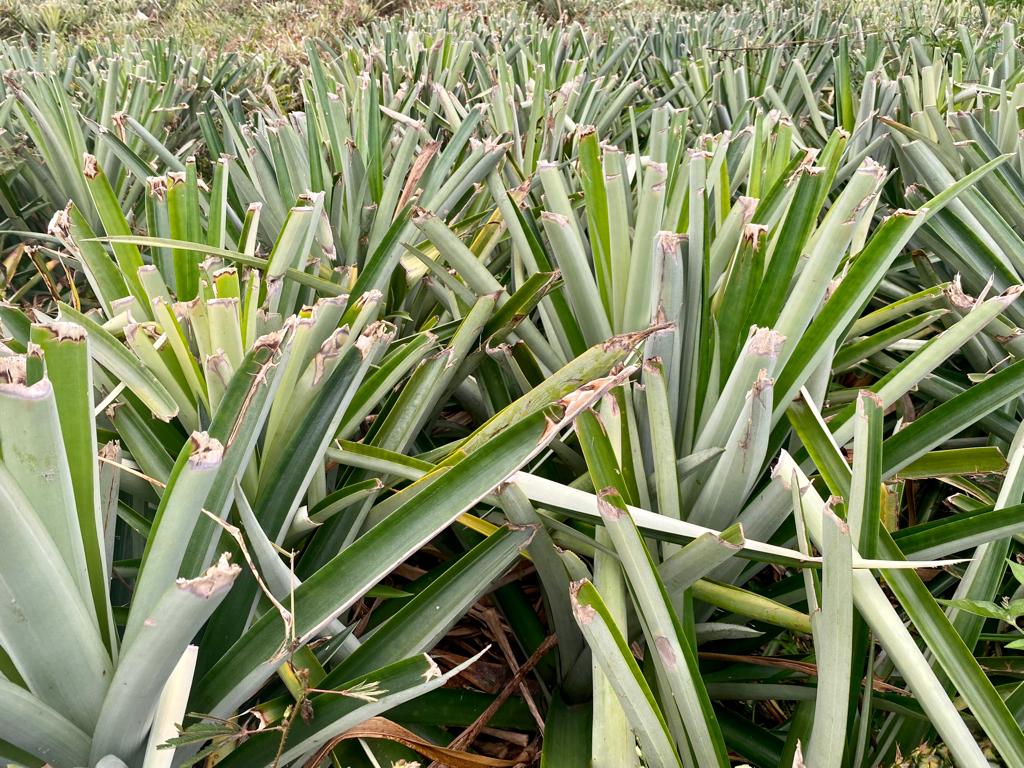 Pineapple Flowering, Pollination, and Pruning - Wikifarmer Pineapple Flowering, Pollination, and Pruning - Wikifarmer