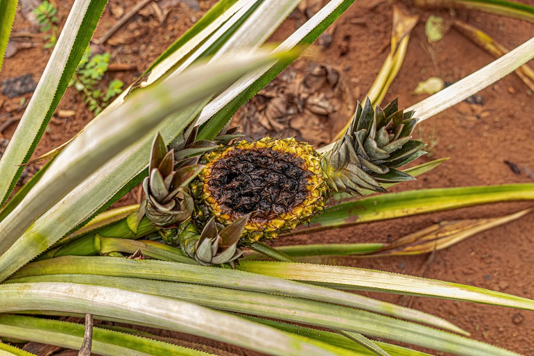 Pineapple Crop Protection - Wikifarmer